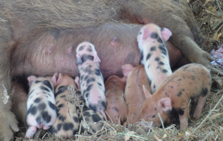 Piglet Blog - Two Paddocks