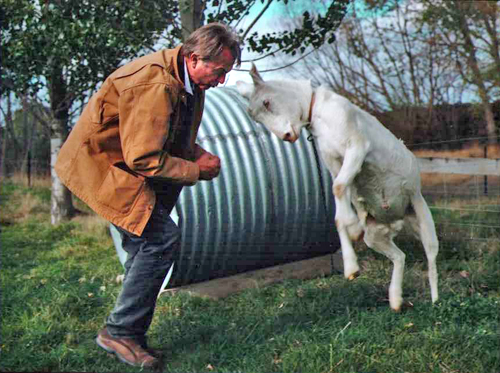 Goats Dance - Two Paddocks