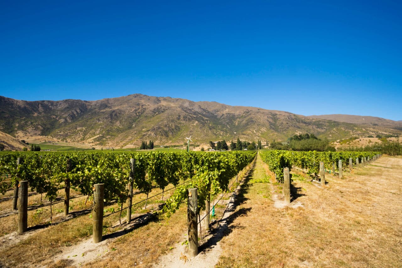 The First Paddock Vineyard - Two Paddocks