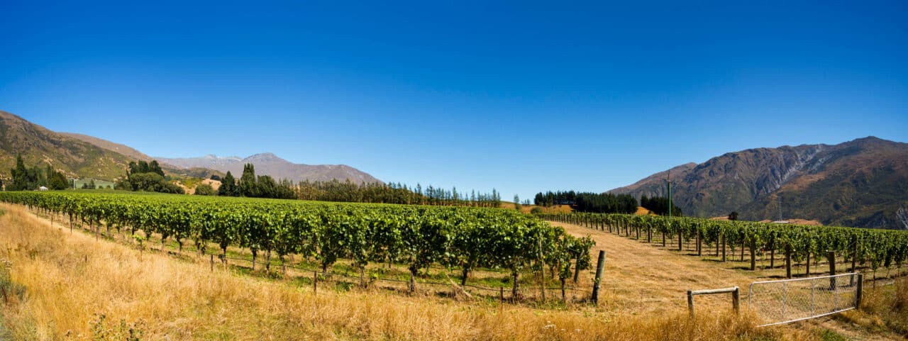 The First Paddock Vineyard - Two Paddocks