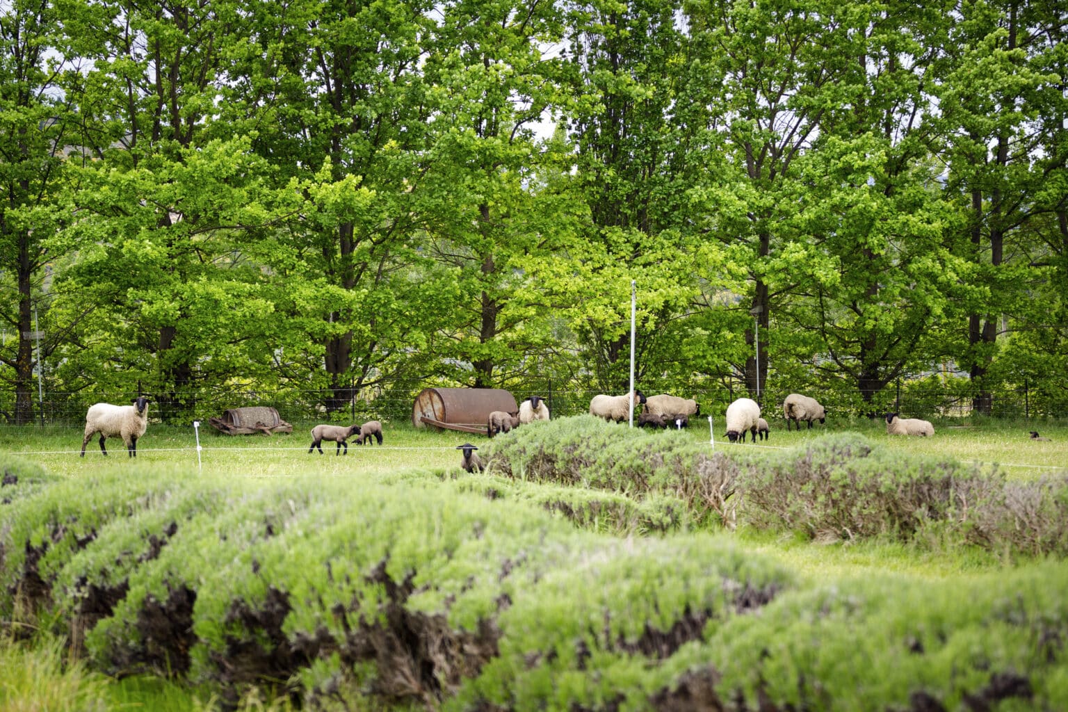 Red Bank Farm and Vineyard - Two Paddocks